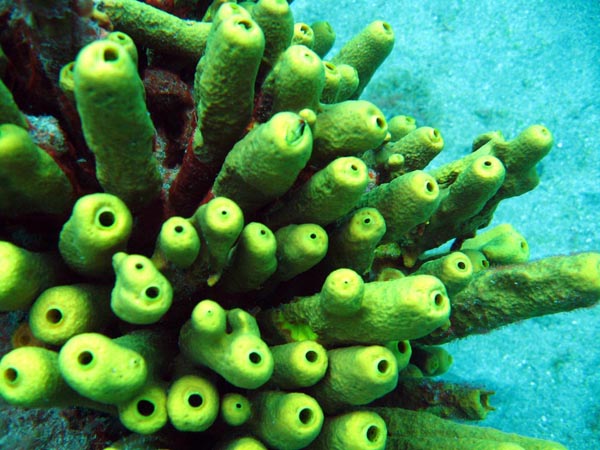 Timanfaya Sub en Tías - Ruralzoom